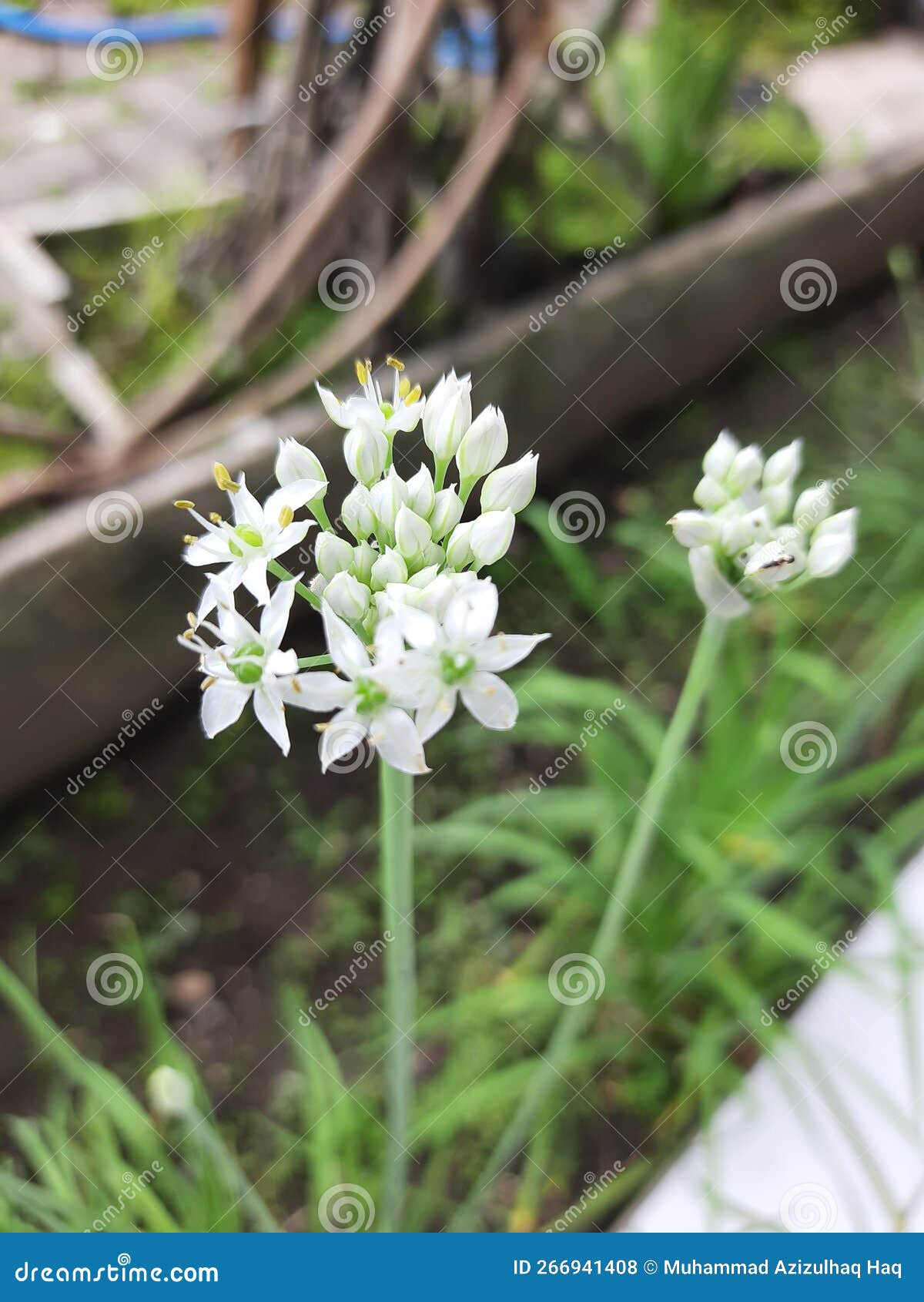 The Beautiful Chives Flowers Stock Photo - Image of leaf, meadow: 266941408