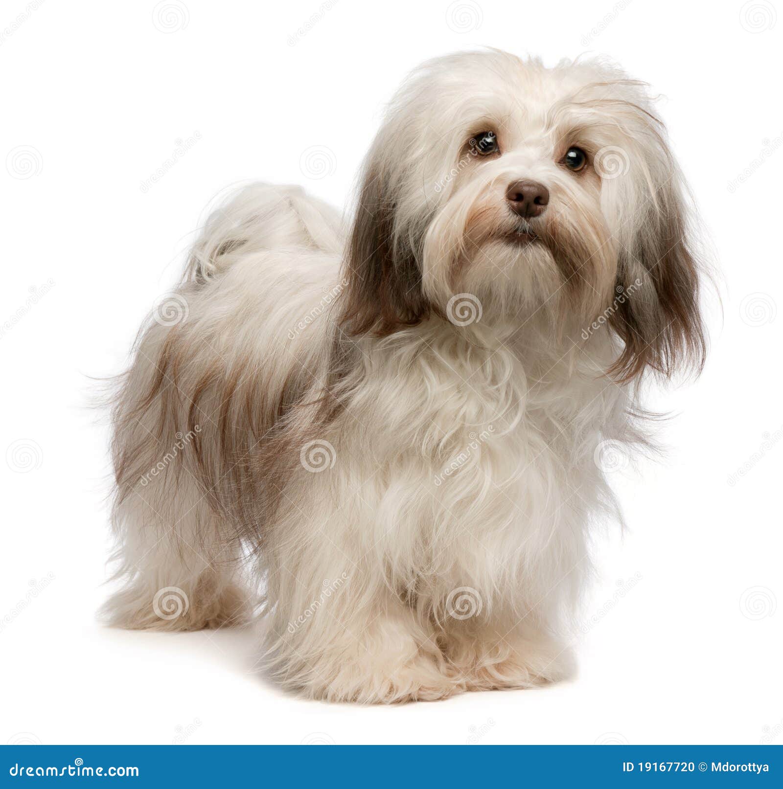 Beautiful Chocolate Havanese Dog Stock Photo - Image of portrait ...