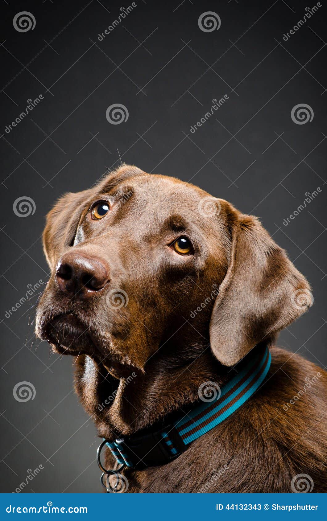 Beautiful chocolate lab stock image. Image of clean, brushed - 44132343