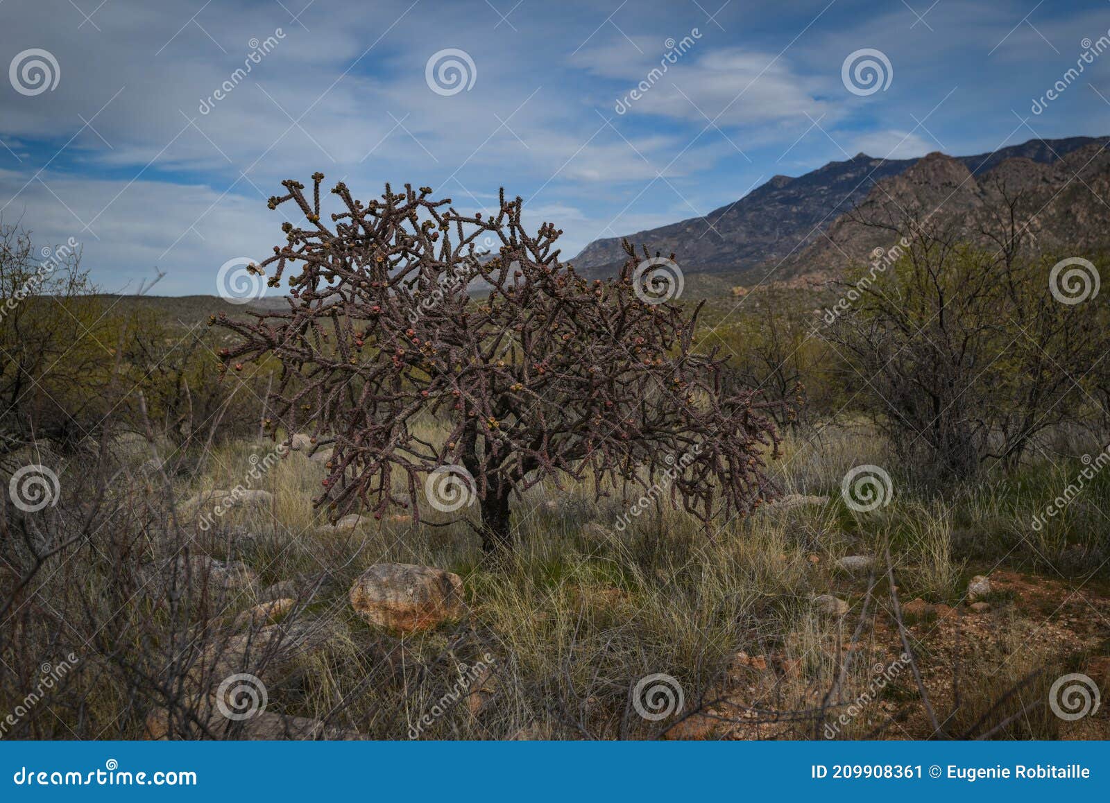 Beautiful Cholla Tree in a Desert Landscape Stock Image - Image of blue ...