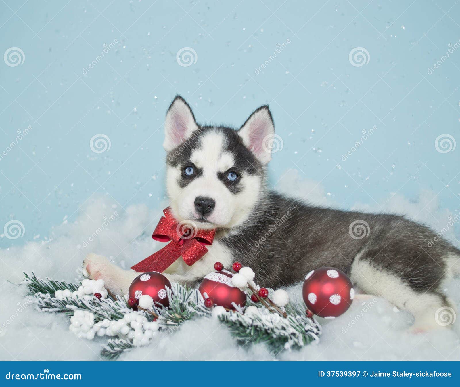 Beautiful Christmas Husky stock image. Image of card - 37539397