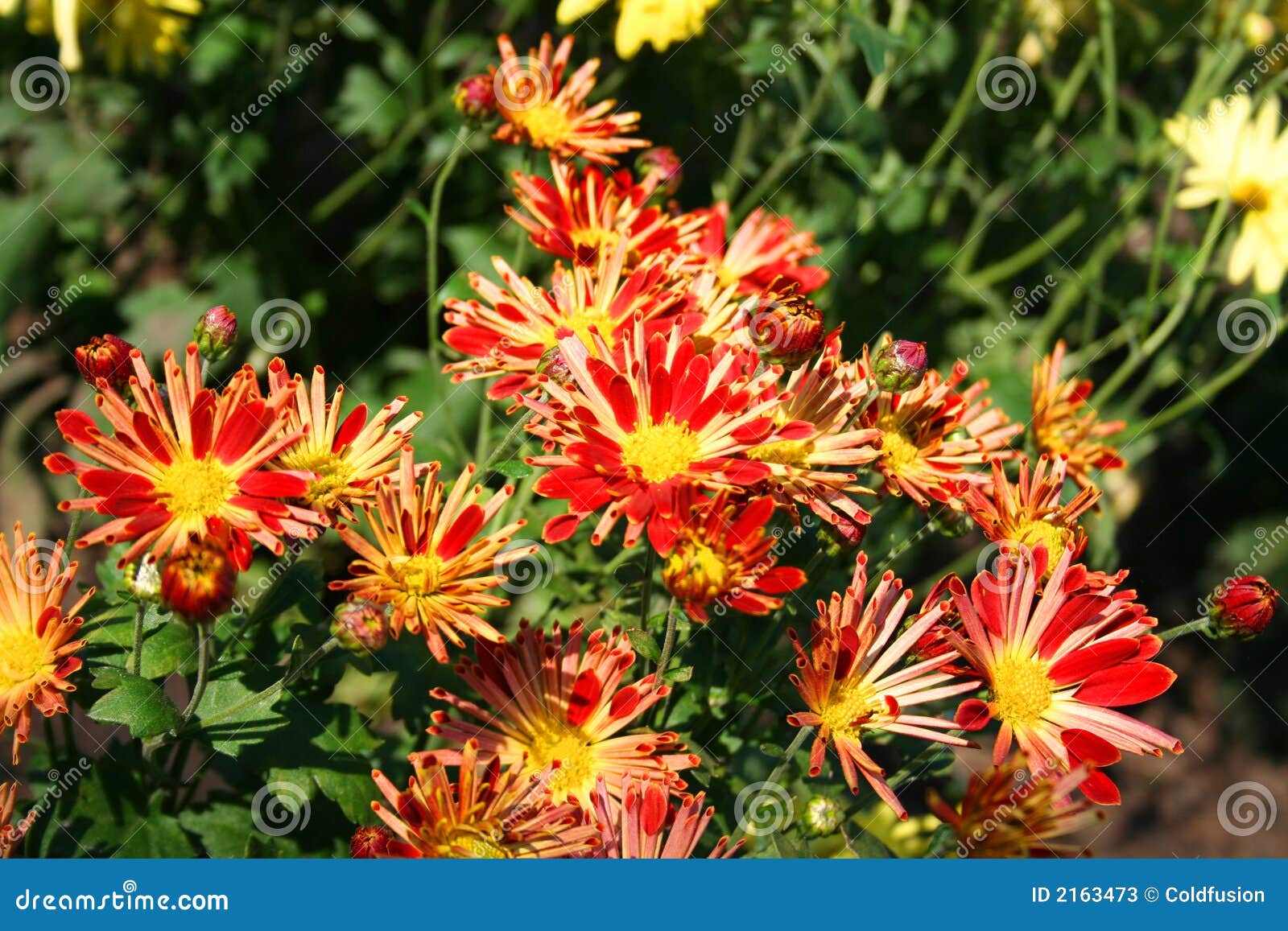 Beautiful chrysanthemas stock image. Image of floral, fragile - 2163473
