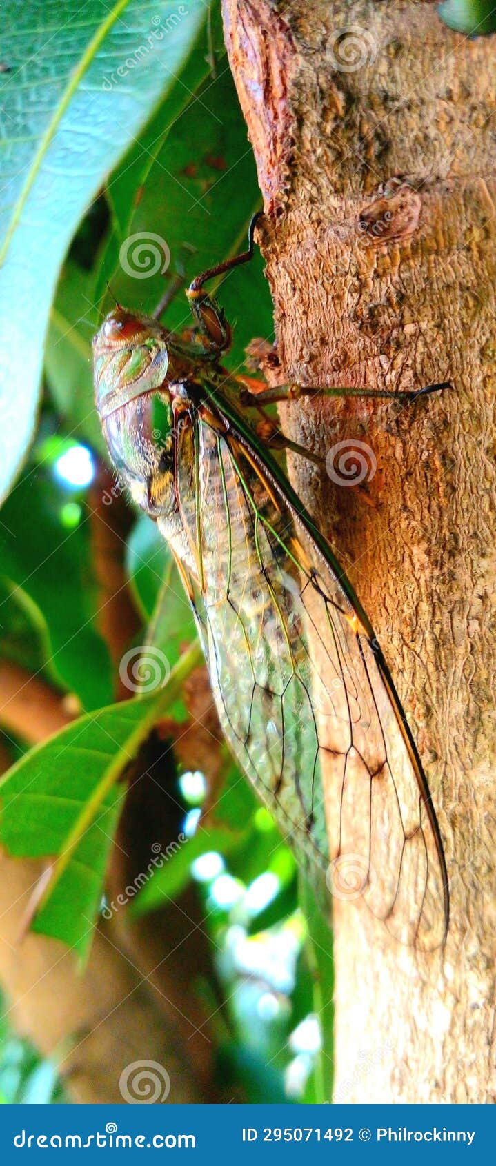 Beautiful Cicada Hanging on Mango Tree Stock Photo - Image of cicada ...