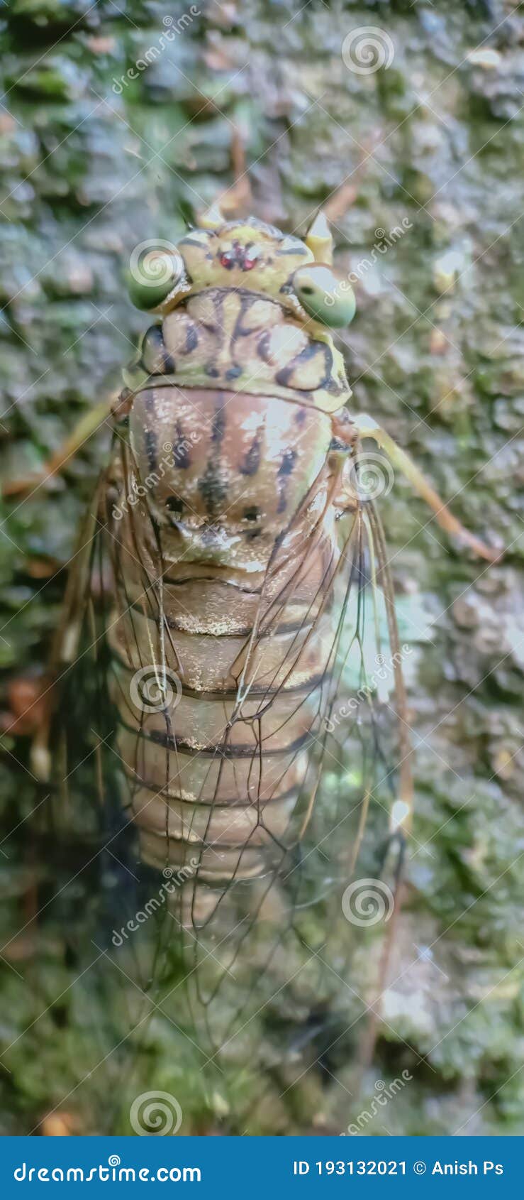 Beautiful Cicada on a Tree Close Up View Stock Image - Image of ...