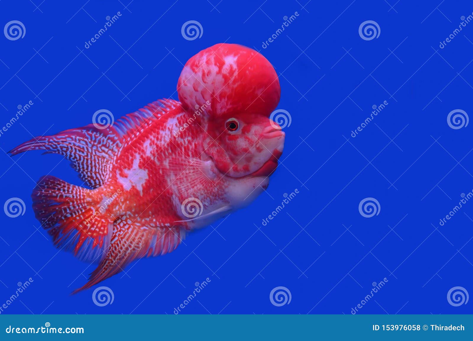 Beautiful Cichlids on a Blue Background Stock Photo - Image of funny ...