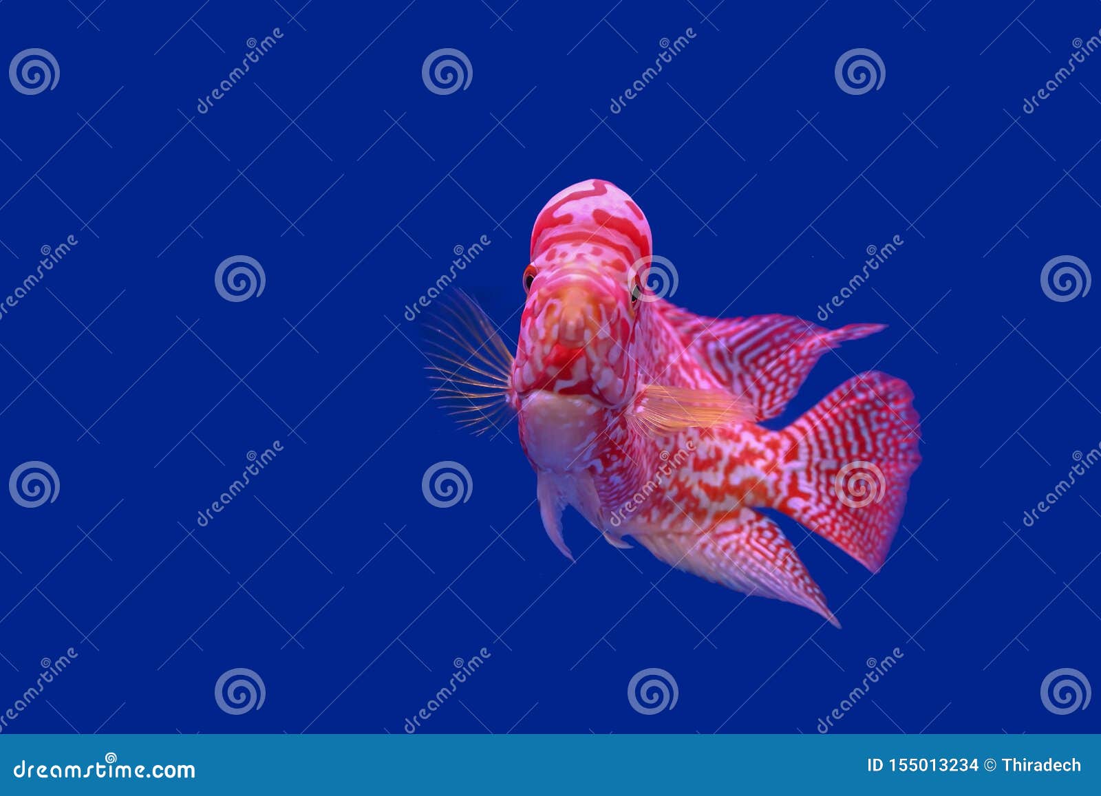 Beautiful Cichlids on a Blue Background Stock Photo - Image of beauty ...