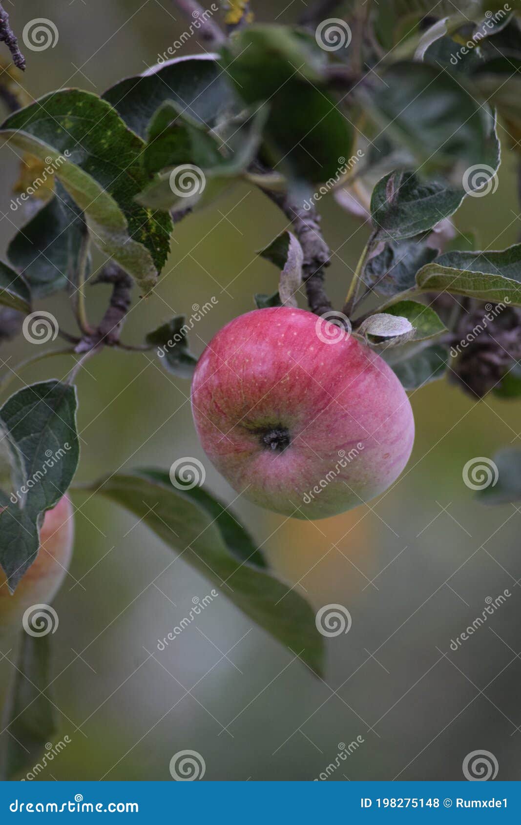 Beautiful Cider Apple on a Tree Stock Photo - Image of making ...