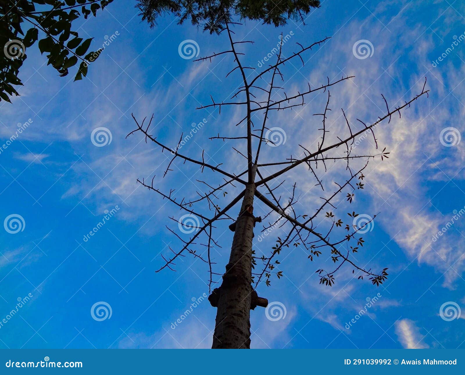 A Beautiful Cinematic View of a Sky and a Tree with Blue Sky Stock ...