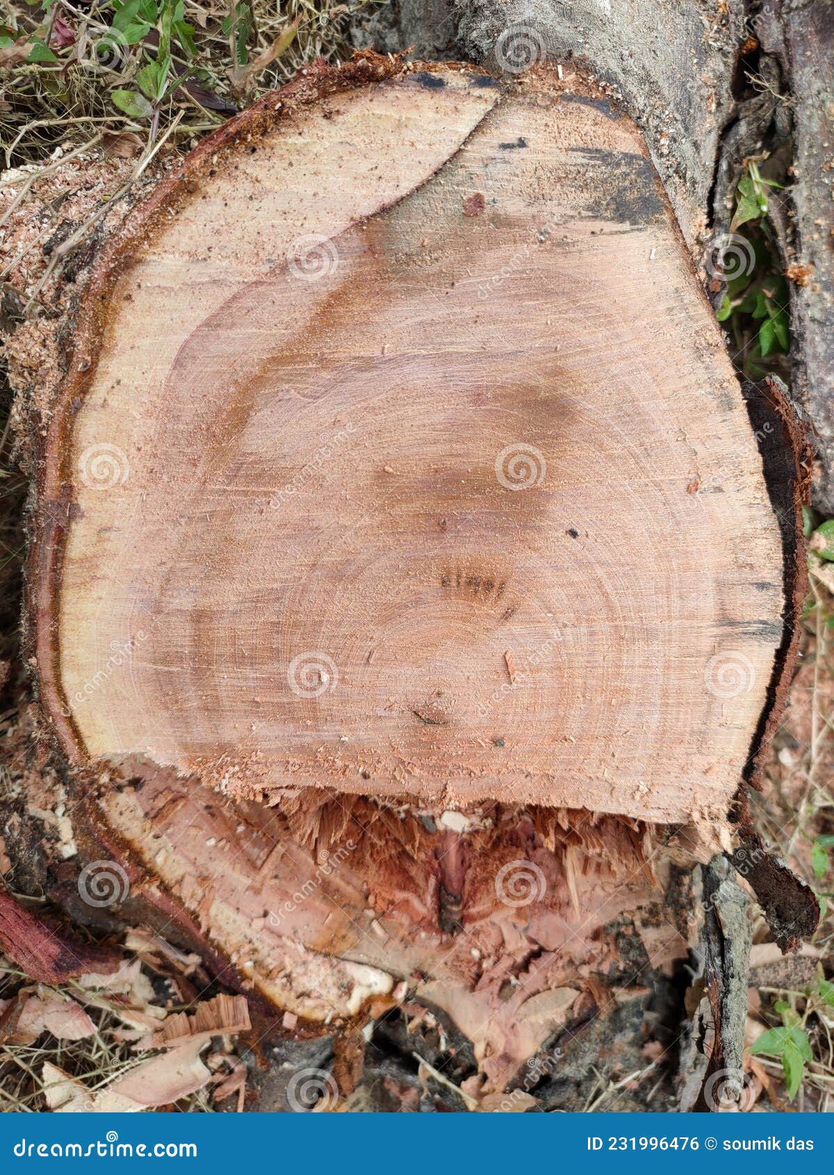Beautiful Circle Texture on Tree Stump Stock Photo - Image of season ...