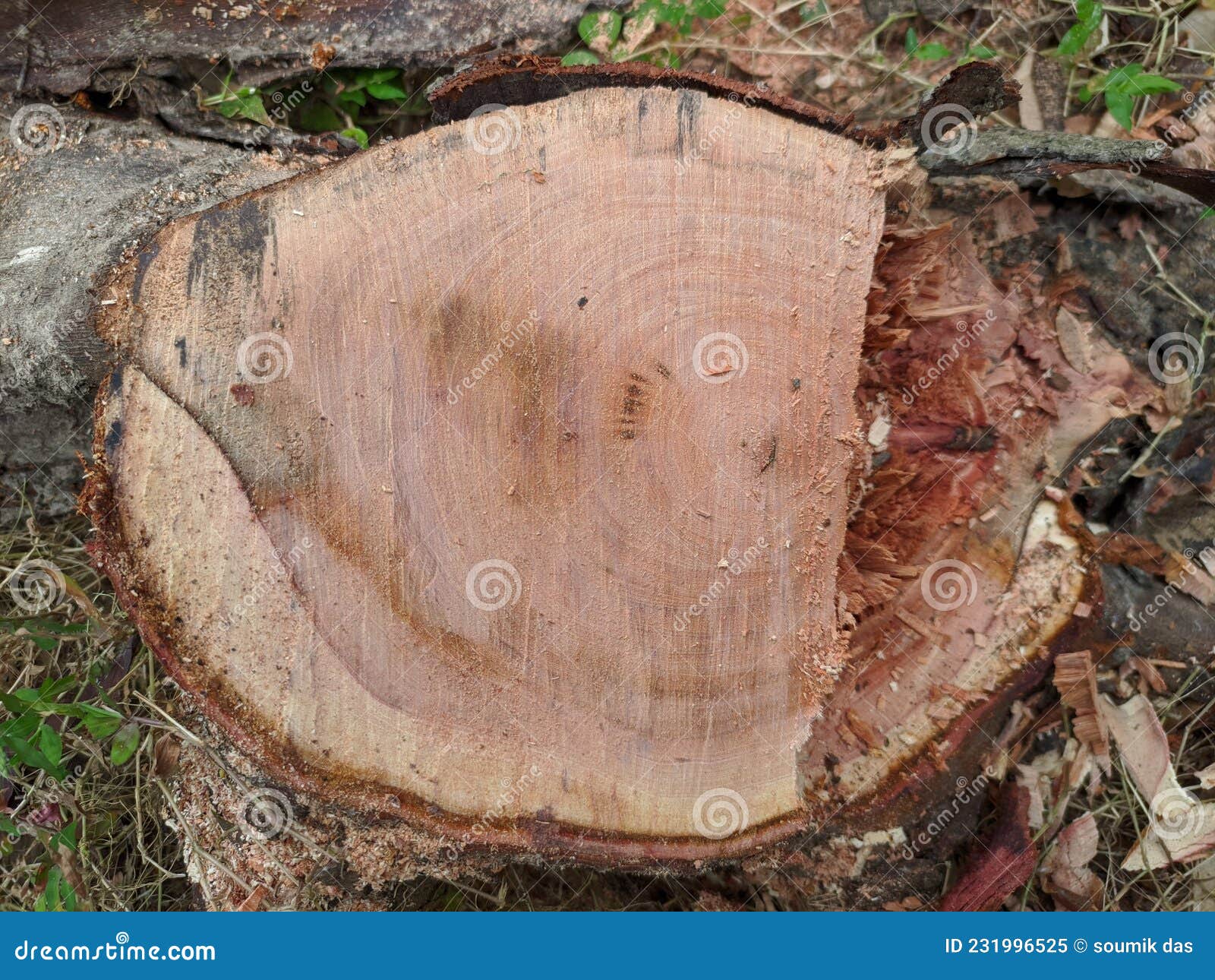 Beautiful Circle Texture on Tree Stump Stock Image - Image of stump ...