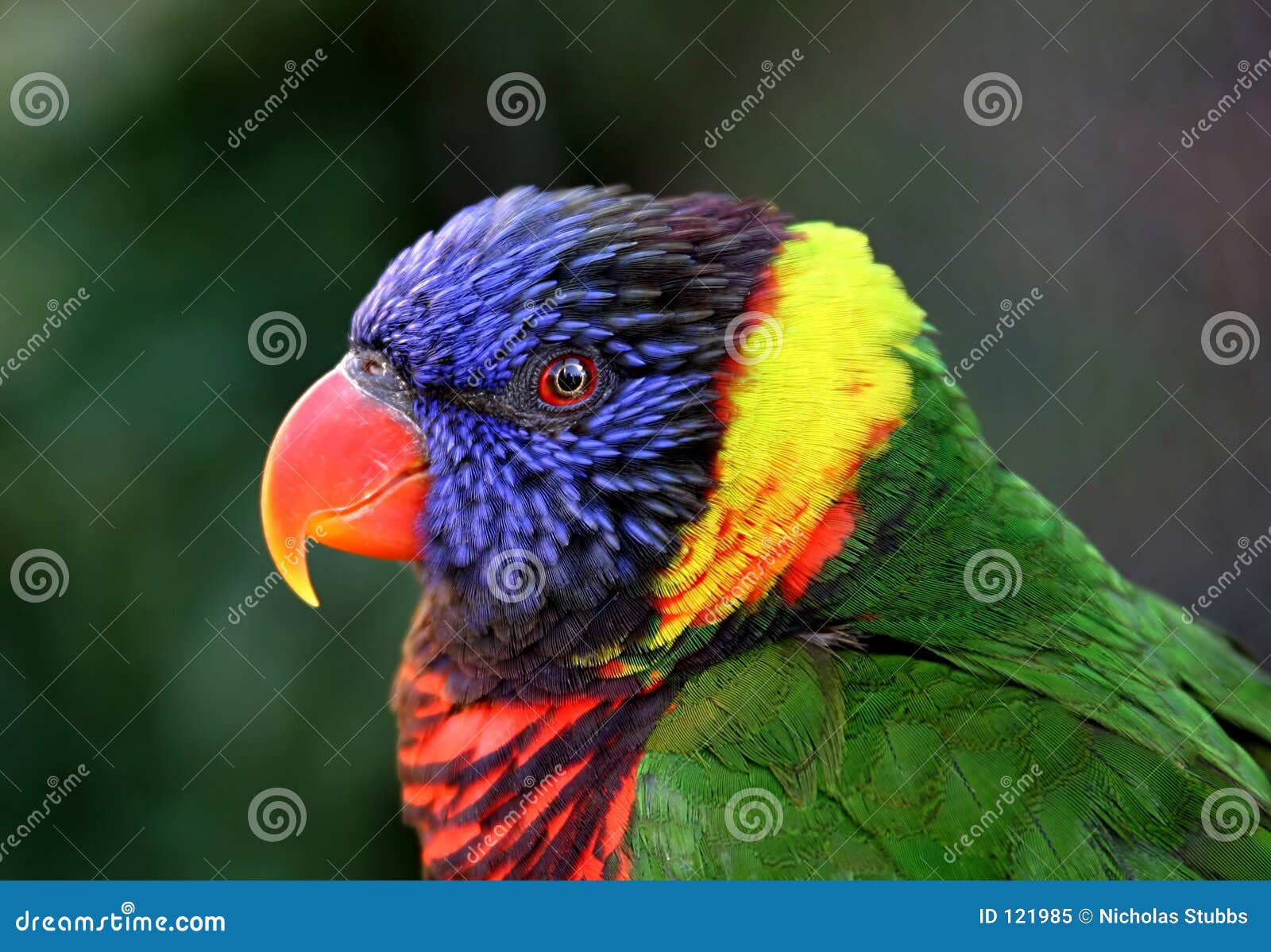 Beautiful, Clean, Clear Shot of Colorful Parrot Stock Image - Image of ...