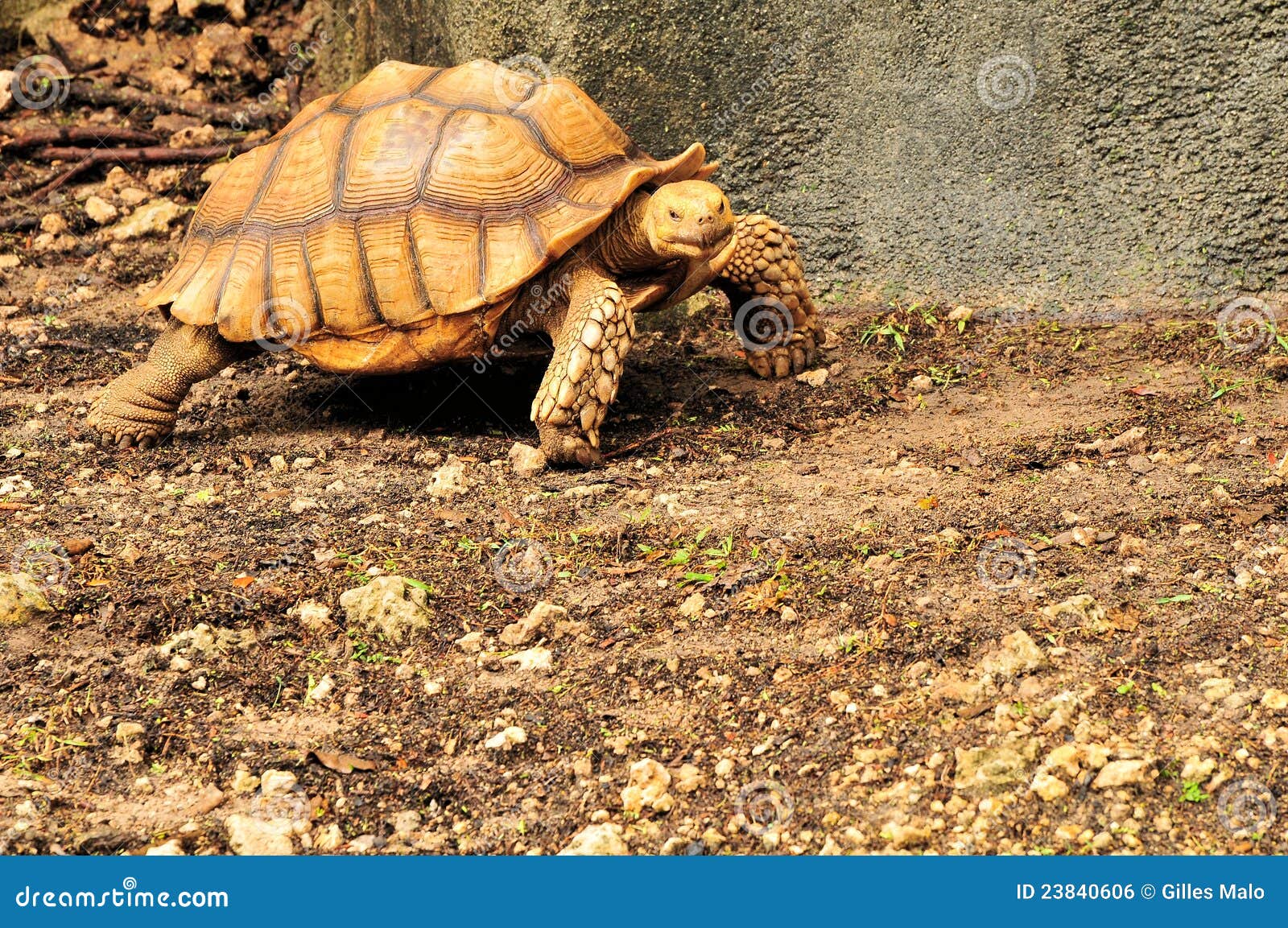 Beautiful, Clean, Turtle stock photo. Image of turtles - 23840606