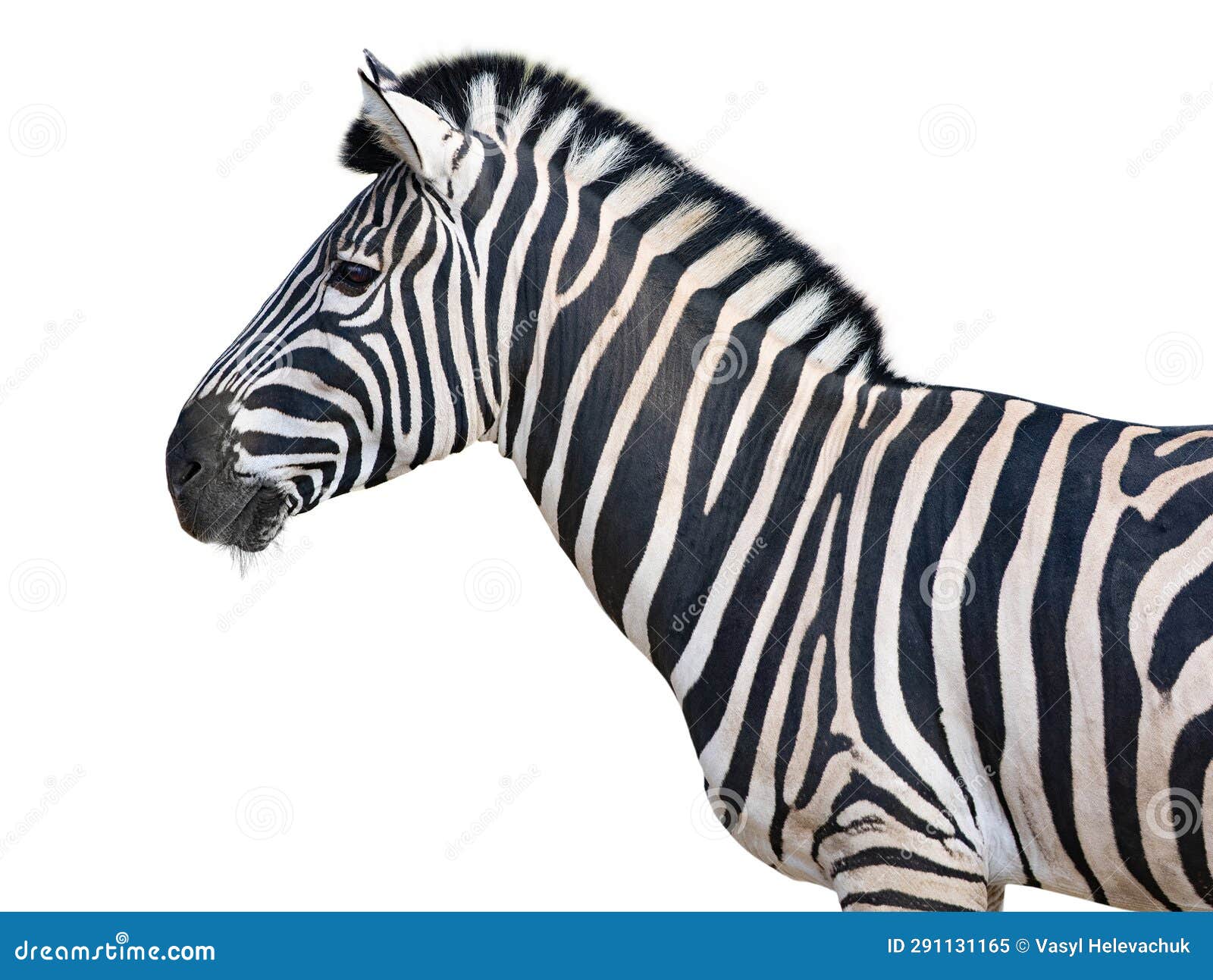 Beautiful and Clean Zebra Standing in Profile Isolated on White ...