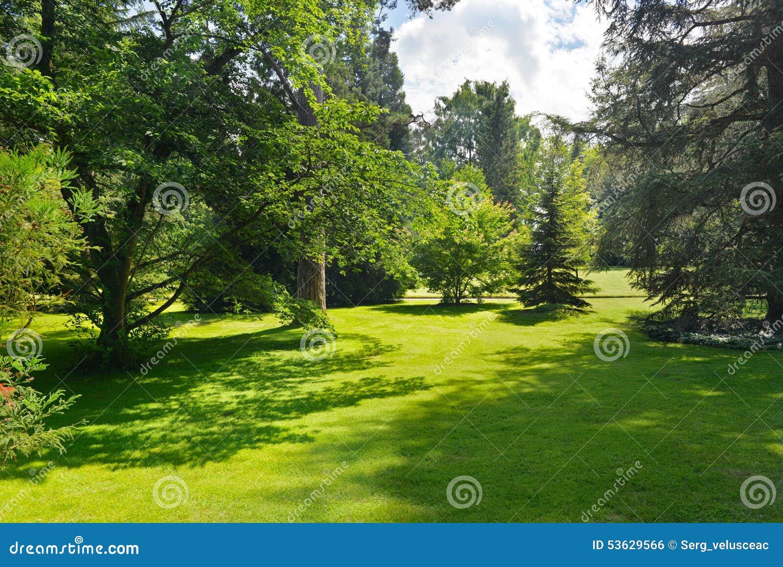 Beautiful clearing stock photo. Image of pine, outdoor - 53629566