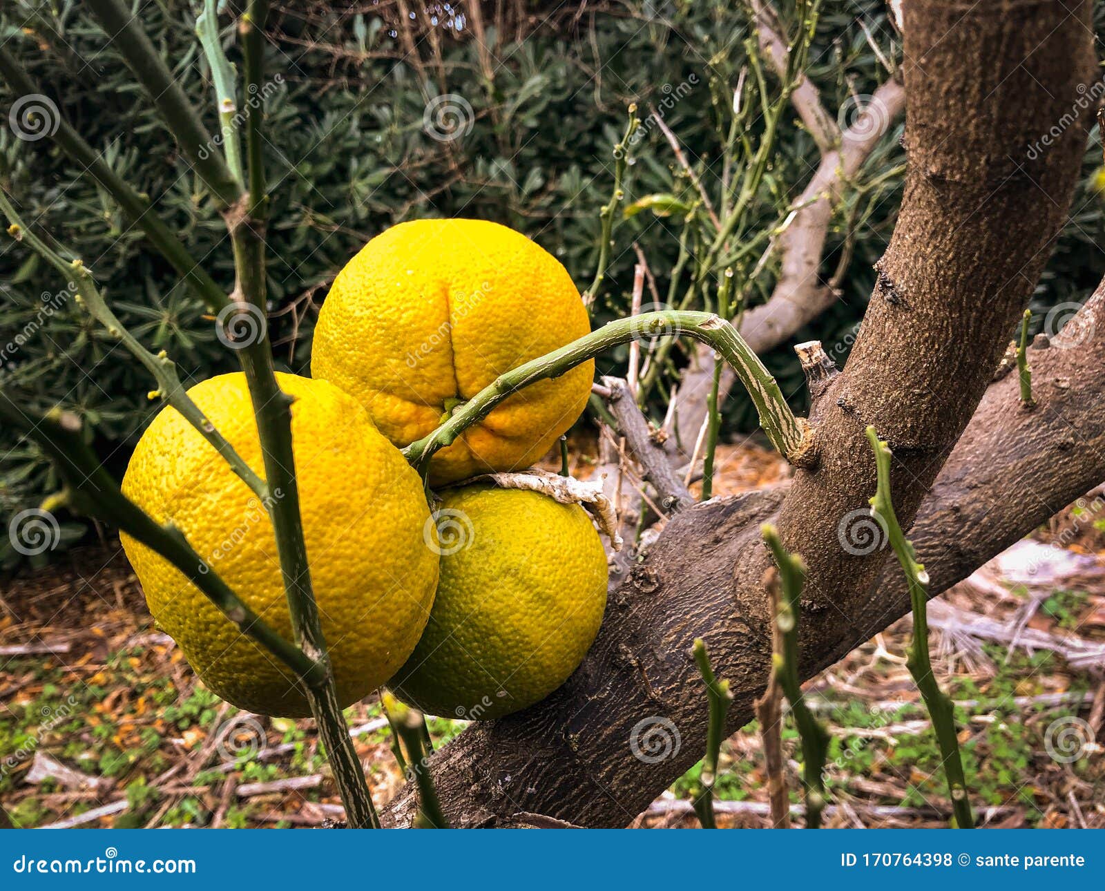 A Beautiful Oranges Tree in the South of Italy Stock Photo - Image of ...