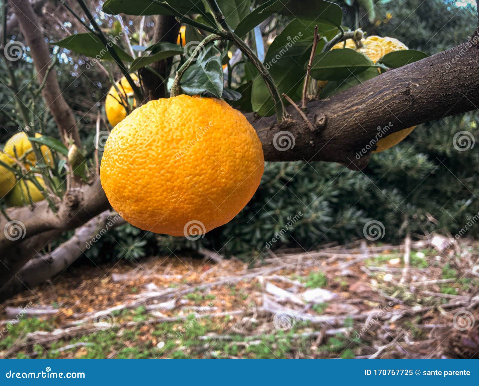 A Beautiful Orange Tree in the South of Italy Stock Image - Image of ...