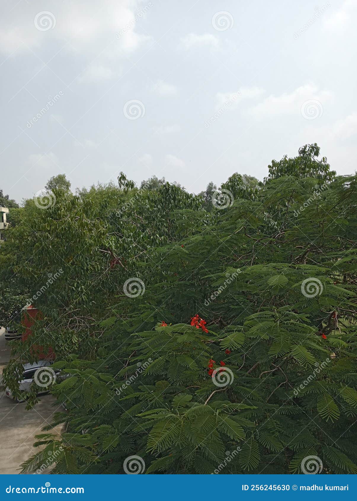 Beautiful Climate Natural Greenery Stock Photo - Image of flower ...