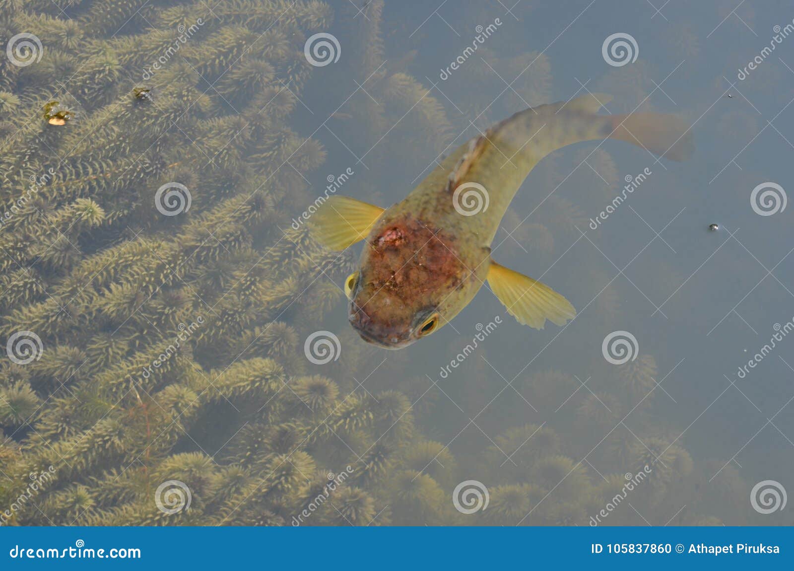 Beautiful Climbing Perch Fish in Clear Water with Algae Stock Photo ...