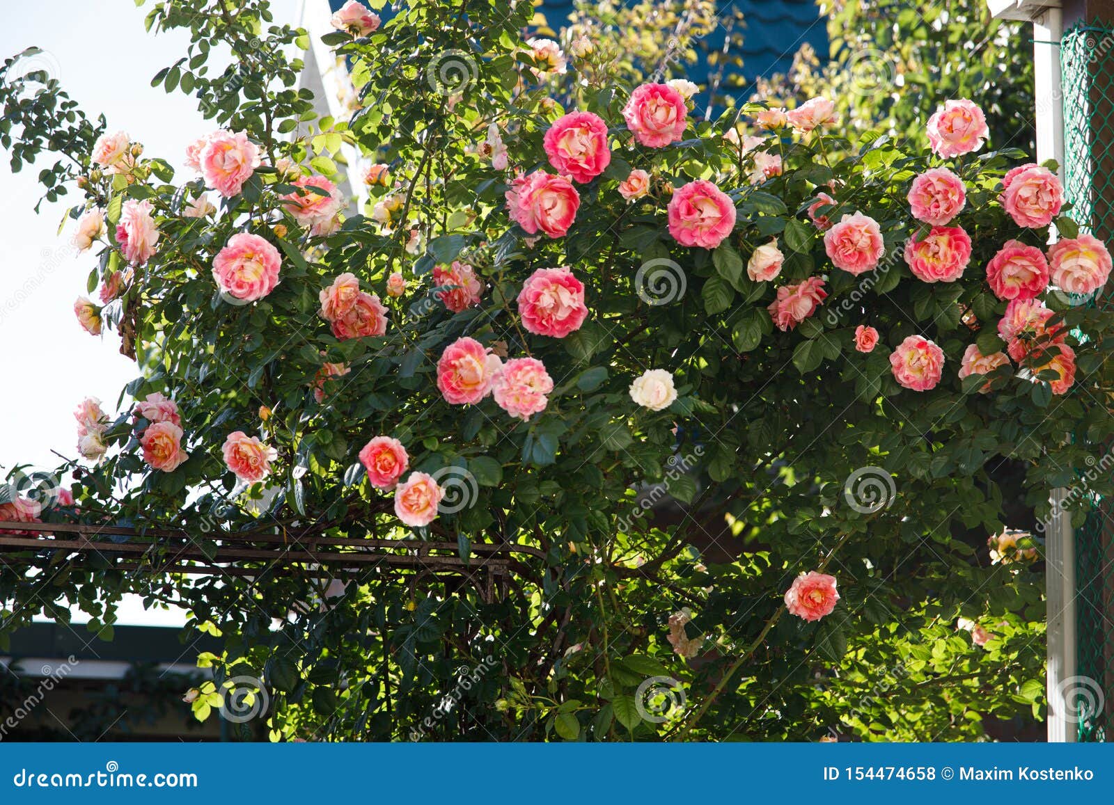 Beautiful Climbing Rose in Home Garden Stock Photo - Image of climb ...