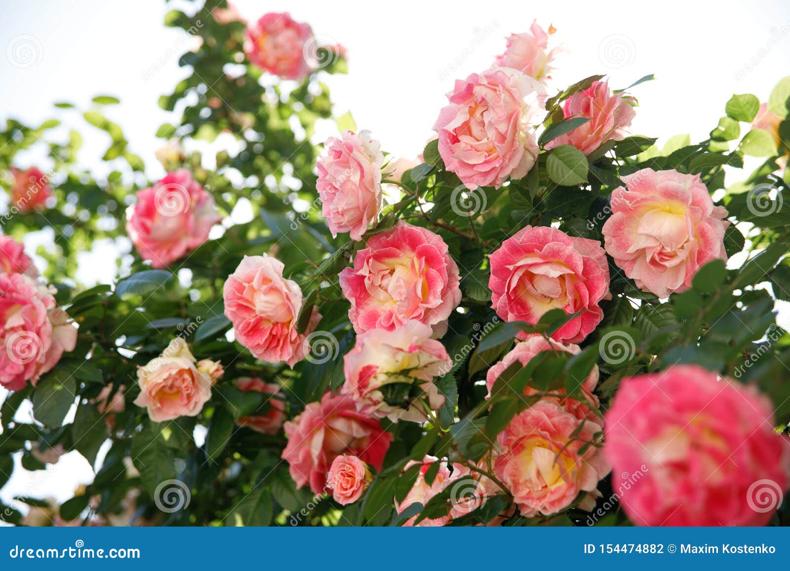 Beautiful Climbing Rose in Home Garden Stock Photo - Image of green ...