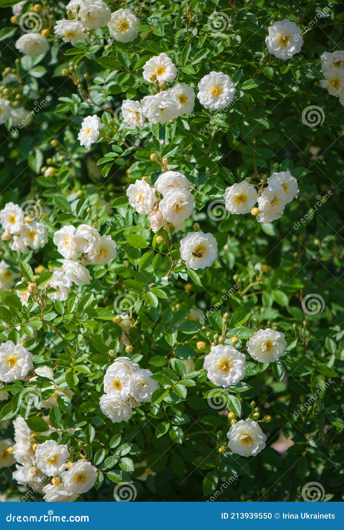 Beautiful Climbing Roses in Spring in the Garden Stock Photo - Image of ...