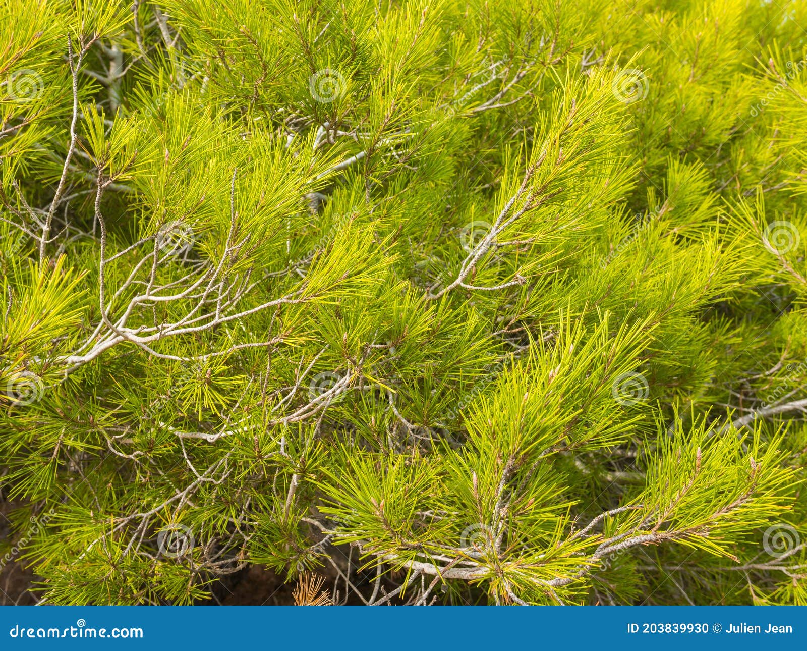Beautiful Close of Pine Tree Branches Stock Photo - Image of green ...