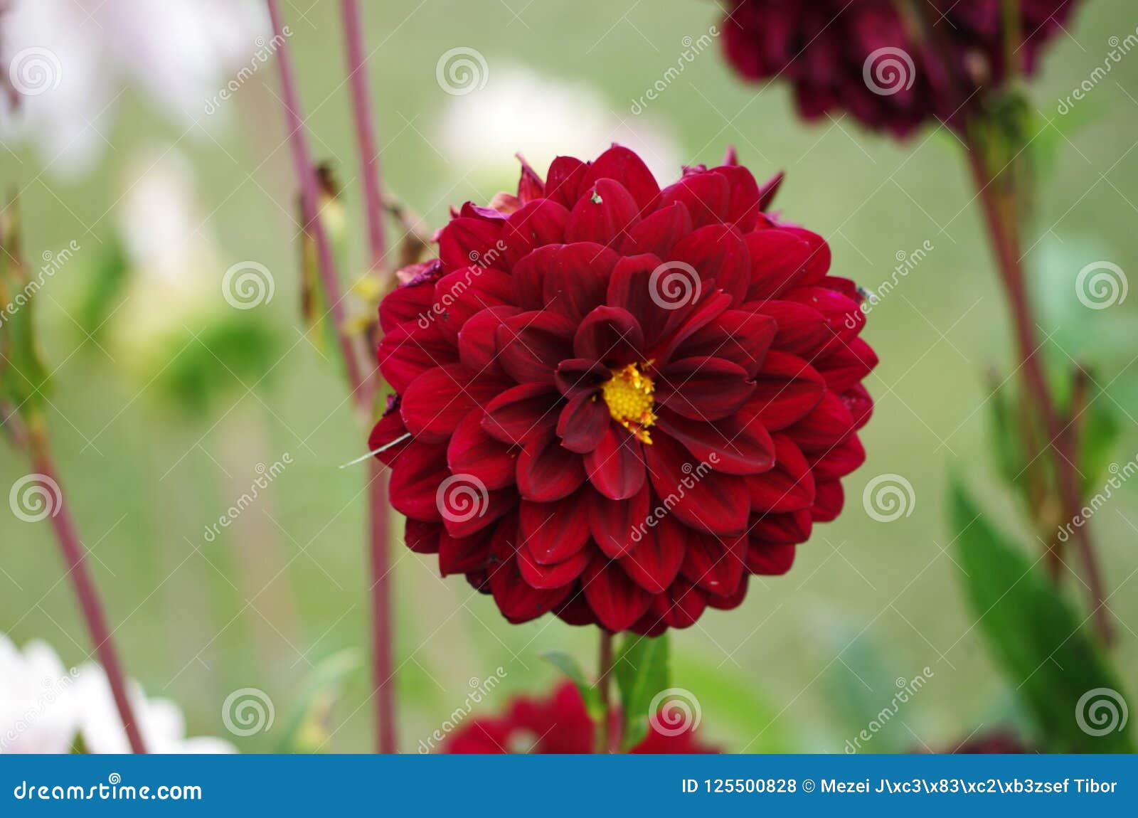 Deep Red stock photo. Image of greece, handmade, flower - 125500828