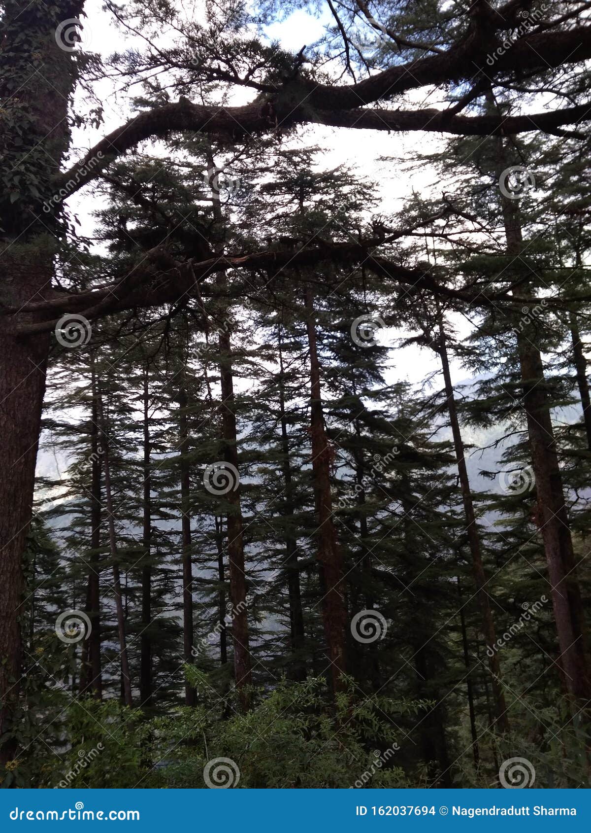 A Beautiful Close Up of Devdar Conifer Trees with White Clouds in the ...