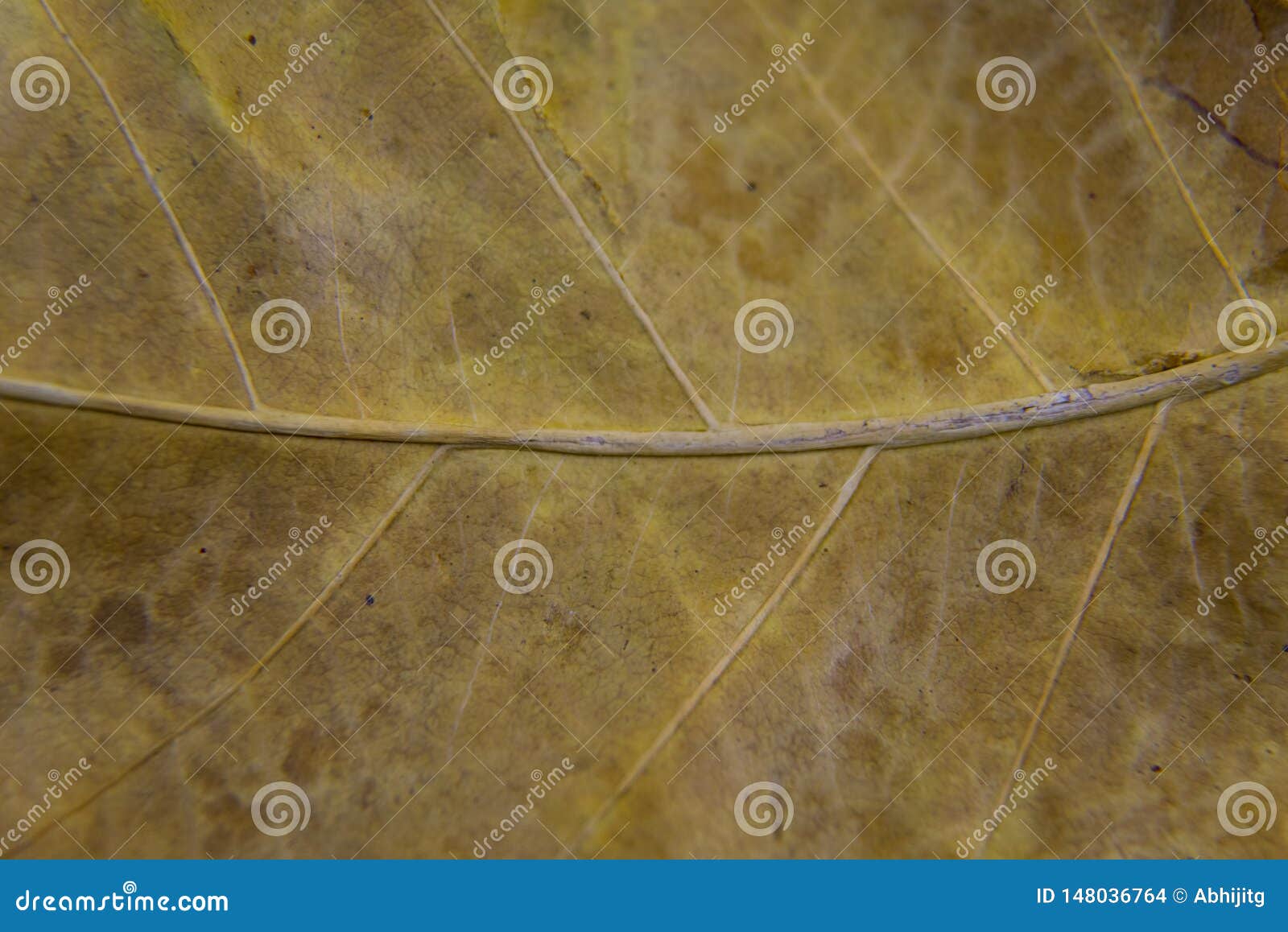 Beautiful Close Up of Dry Leaf Texture Pattern Background , Wallpaper ...