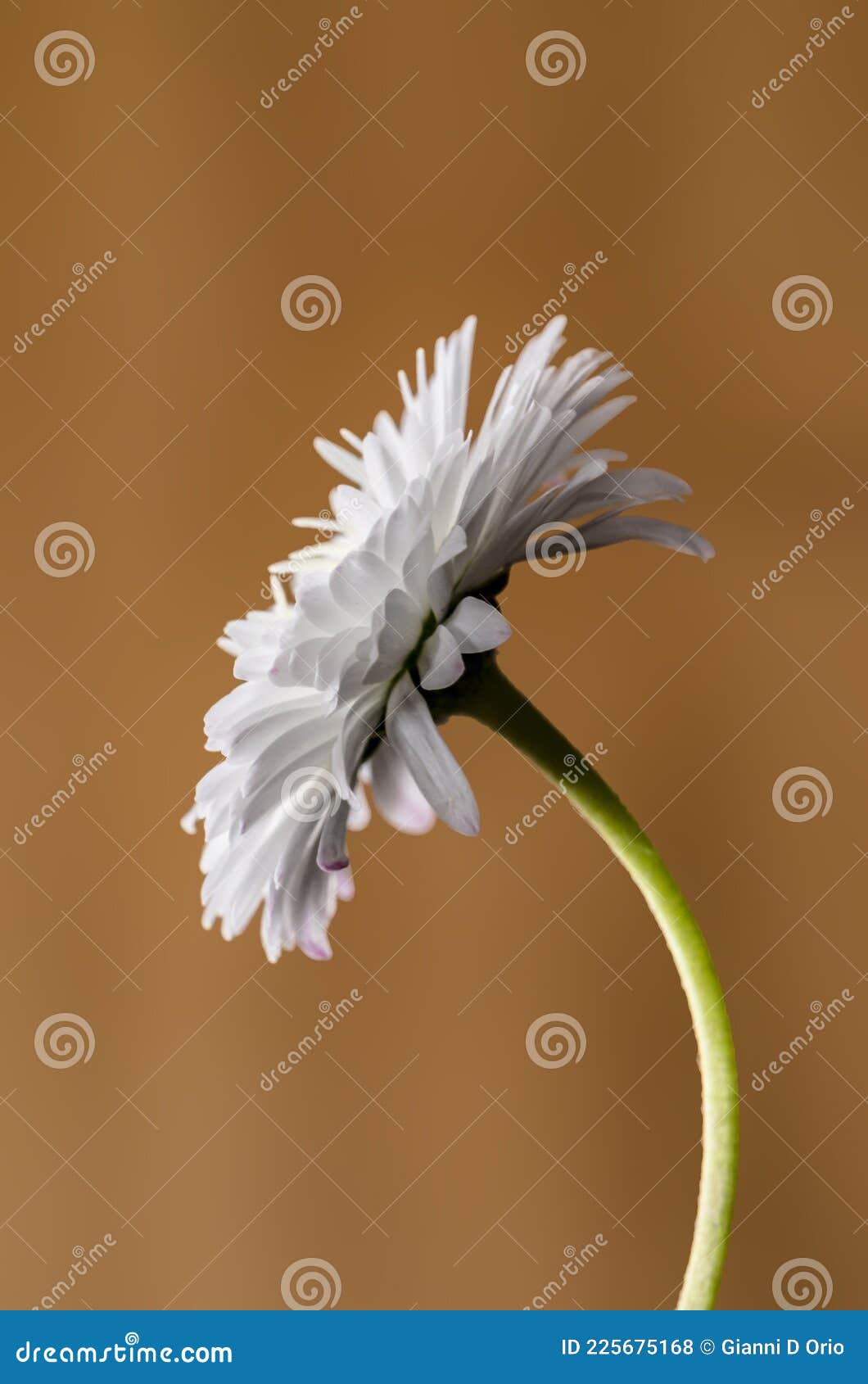 Beautiful Close-up of Flower with Many Petals Stock Photo - Image of ...