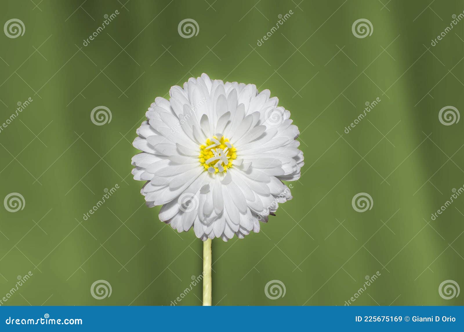 Beautiful Close-up of Flower with Many Petals Stock Image - Image of ...