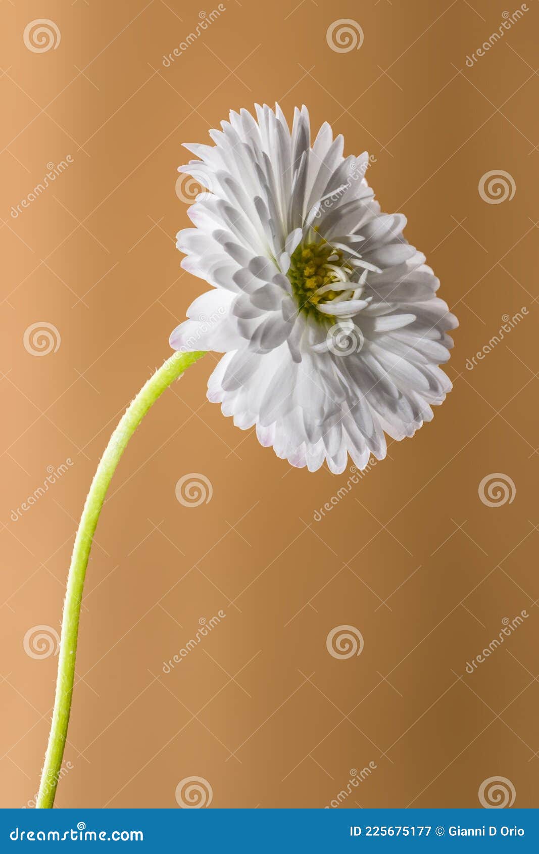 Beautiful Close-up of Flower with Many Petals Stock Image - Image of ...