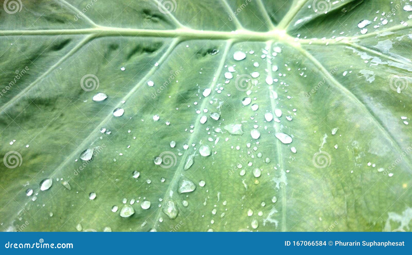 Beautiful Close Up Green Leaves with Water Drop Stock Photo - Image of ...
