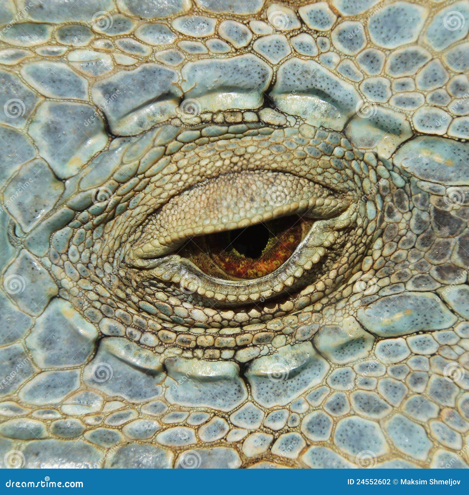 A Beautiful Close-up Image of a Green Reptile Stock Photo - Image of ...