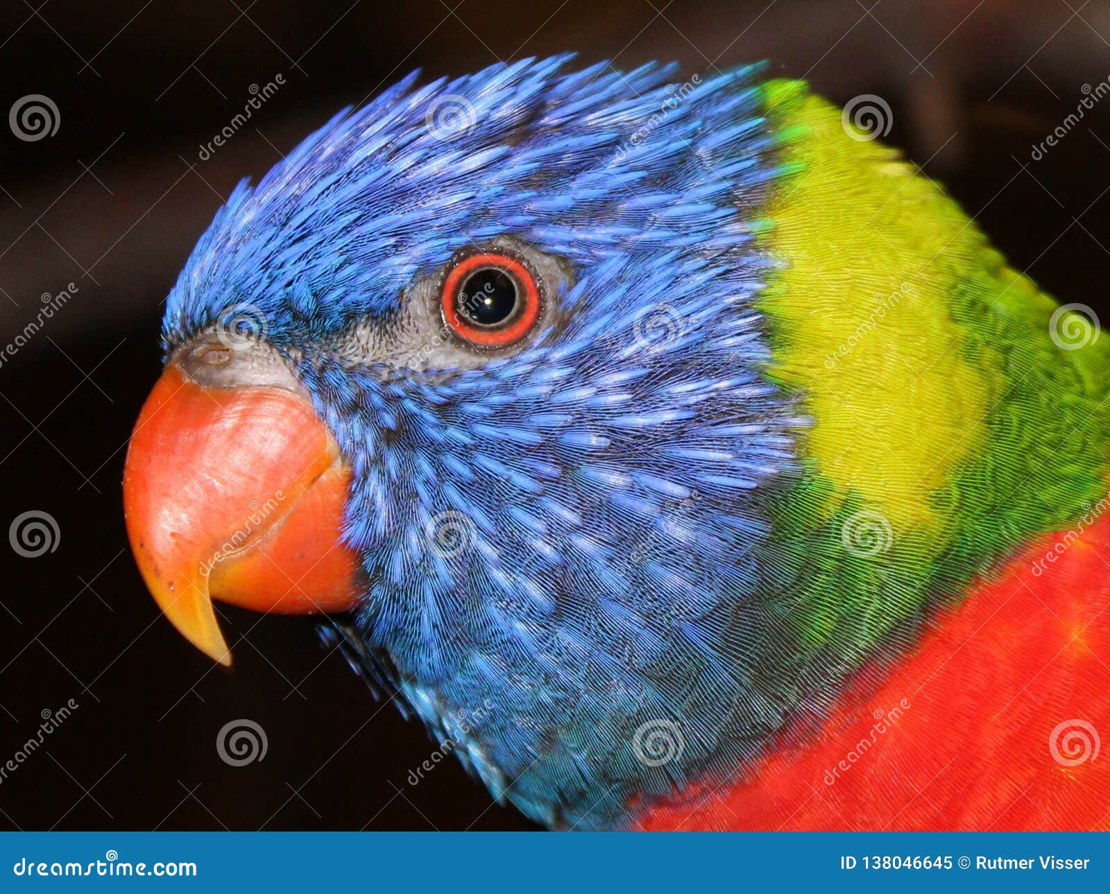 A Beautiful Close-up of a Lori Parrot Stock Image - Image of beautiful ...