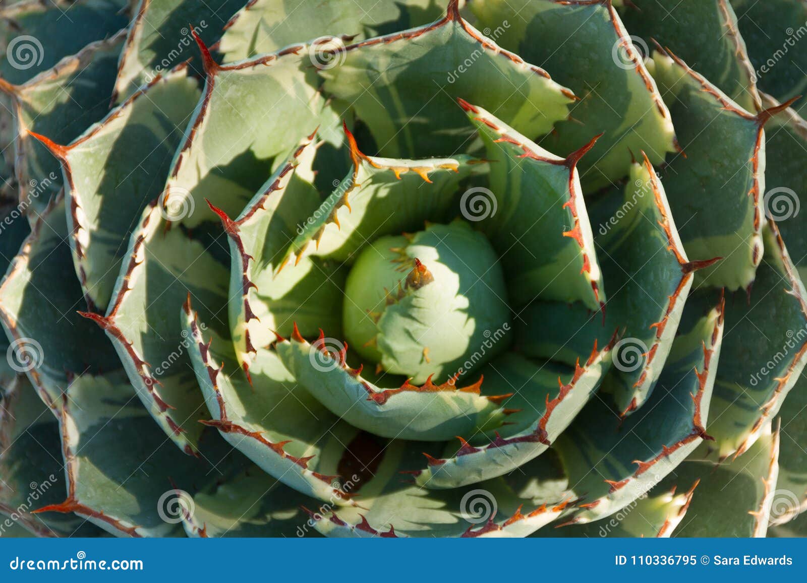 Beautiful Close Up of the Pattern of a Blooming Succulent Cactus Stock ...