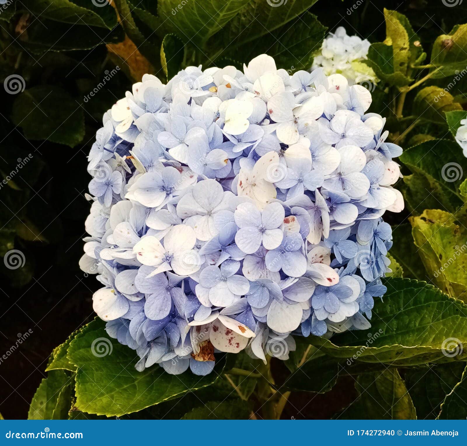 A Beautiful Close-up Photo of Hydrangea Flower Stock Photo - Image of ...
