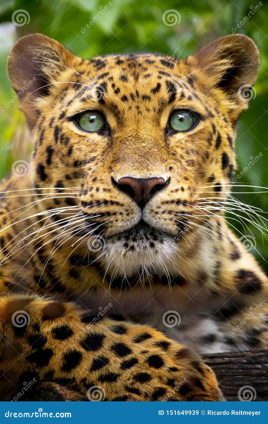 Beautiful Close Up Portrait of an Endangered Amur Leopard Stock Image ... Beautiful Close Up Portrait of an Endangered Amur Leopard Stock Image ...