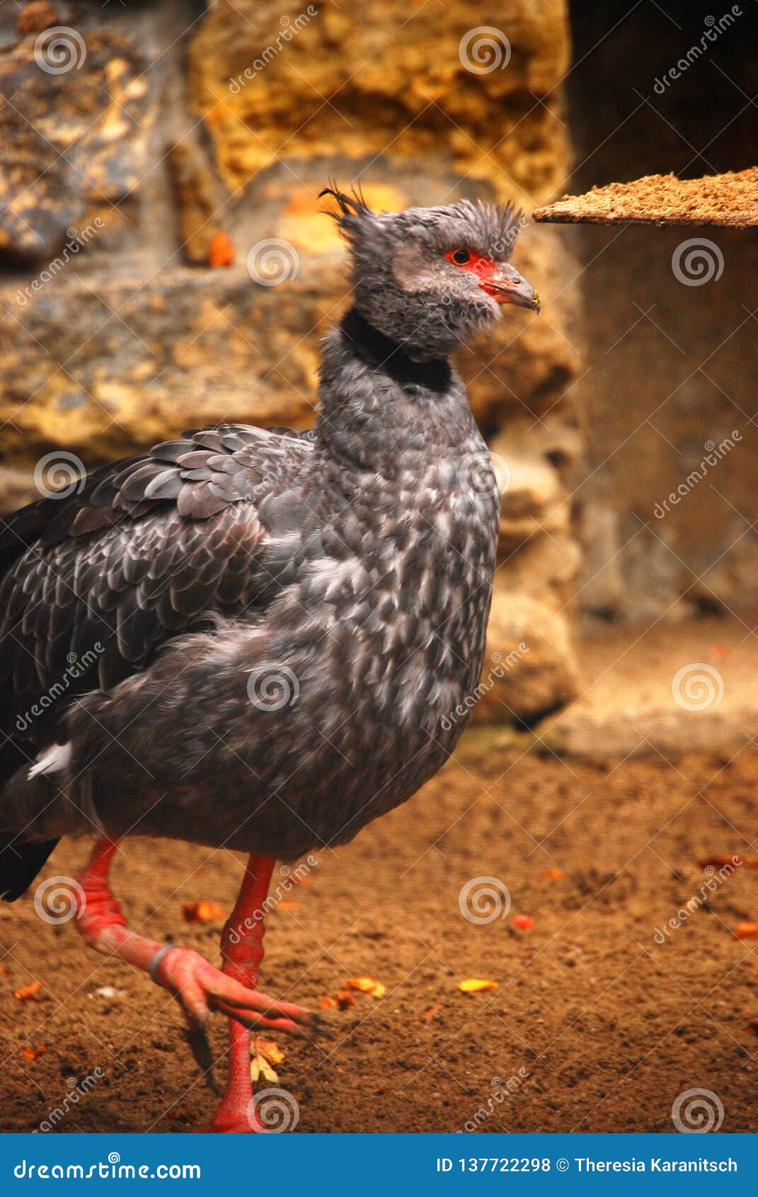 Screamer stock photo. Image of animal, macro, grey, black - 137722298