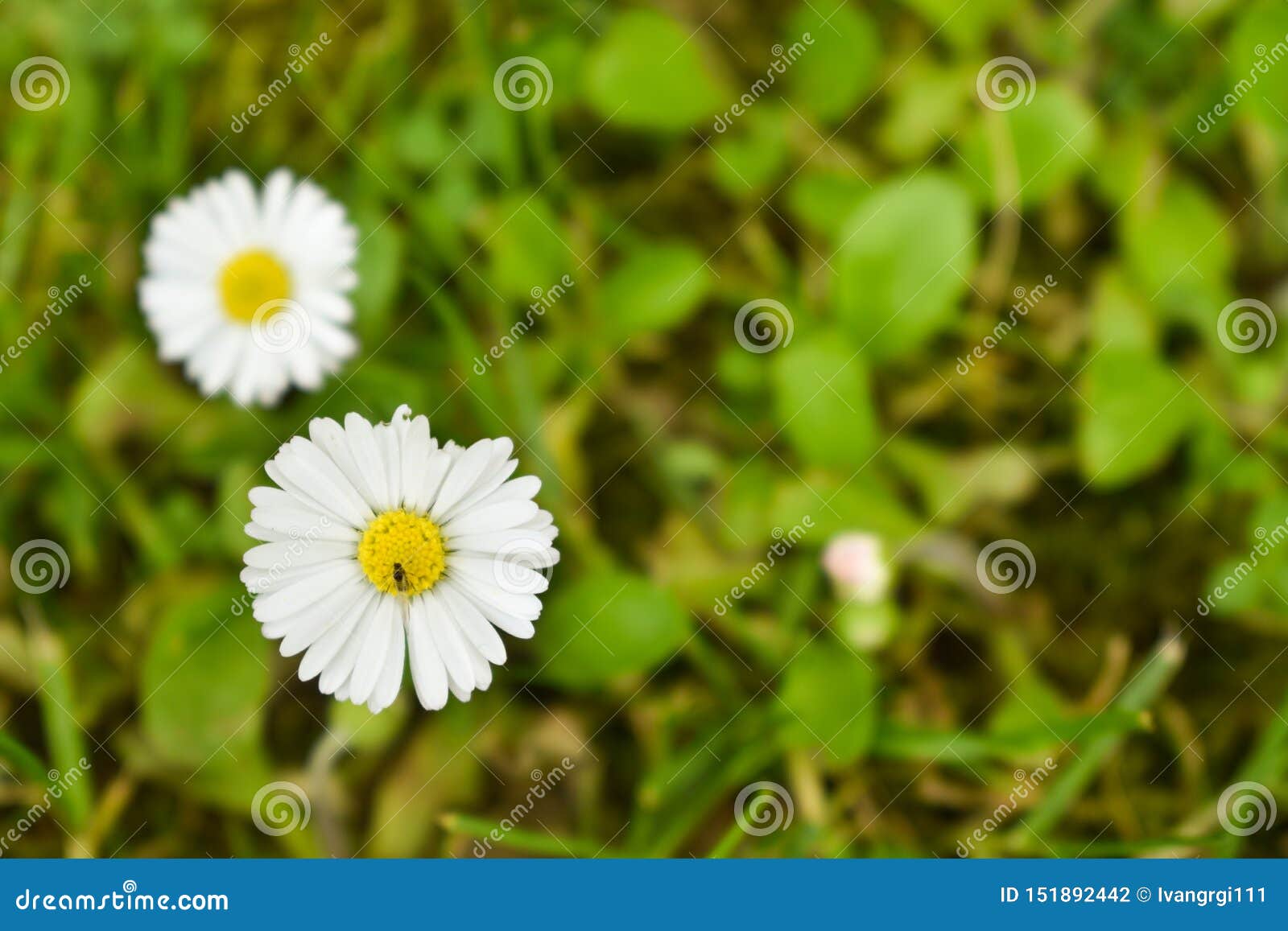 Beautiful Close Up Shot of Three Daisies in Green Lawn Stock Photo ...