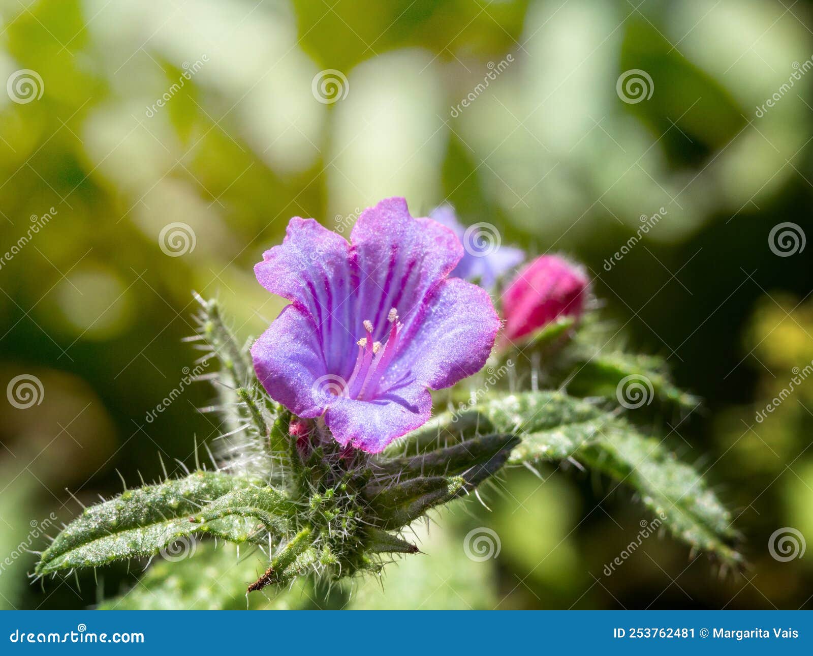 Beautiful Close Up Shot of a Tiny Violet Flower Stock Image - Image of ...
