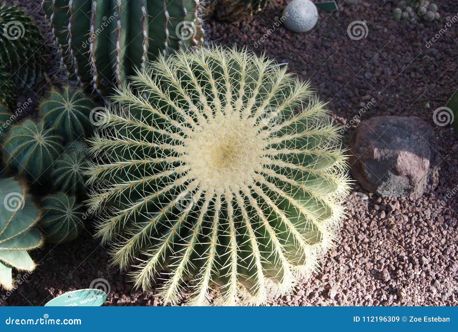 Close Up To a Symmetrical Cactus in a Garden and Thrones Stock Image ...