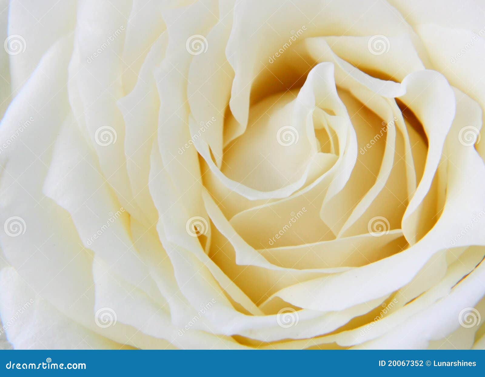 Beautiful Close Up White Rose Petals Stock Photo - Image of nature ...