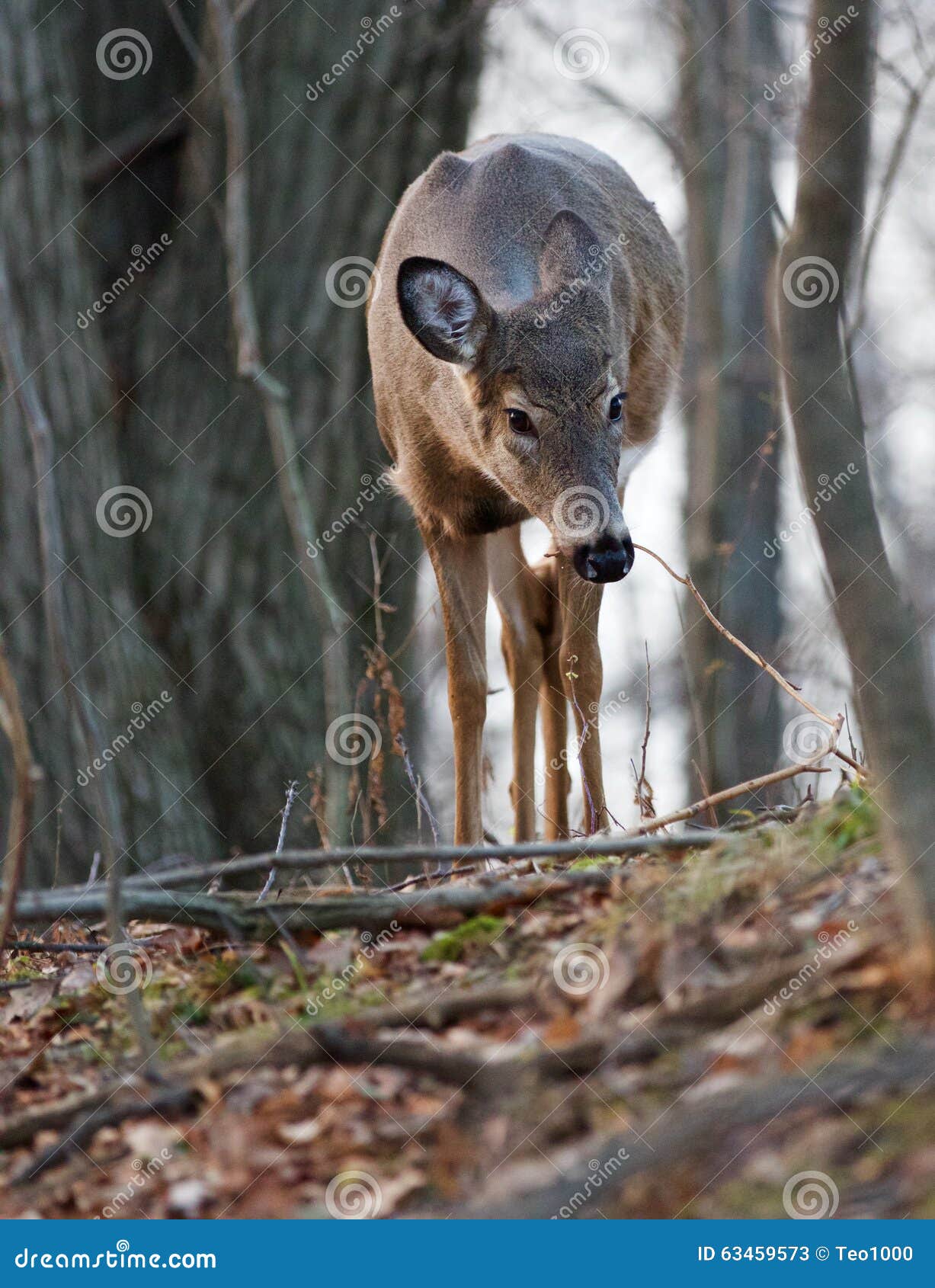 Beautiful Close-up of a Young Deer in the Forest Stock Image - Image of ...