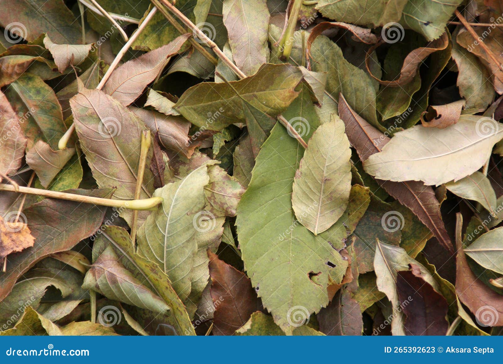 Beautiful Closeup Abstract Green Color Leaf Background Texture Stock ...