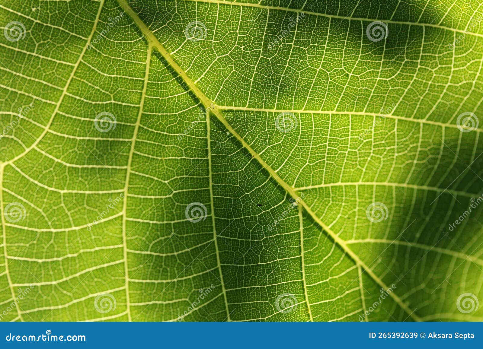 Beautiful Closeup Abstract Green Color Leaf Background Texture Stock ...