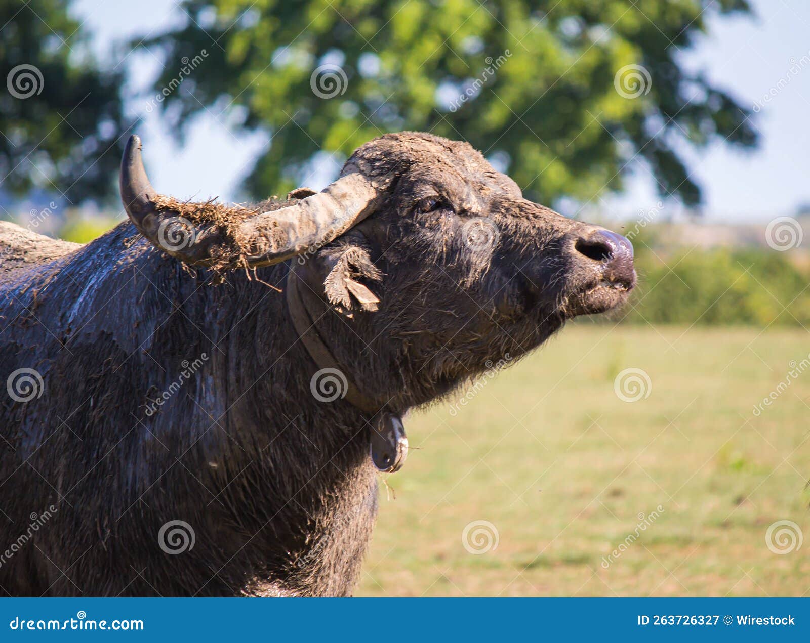 Beautiful Closeup of an African Buffalo Stock Image - Image of animals ...