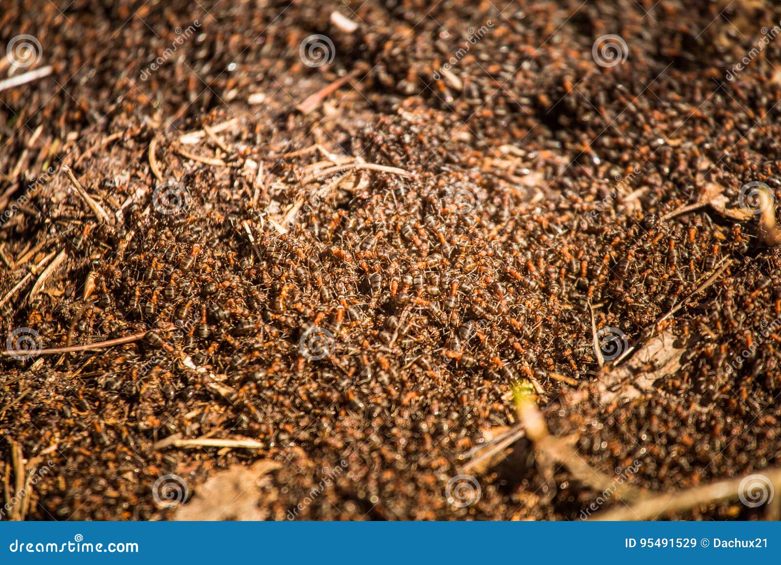 A Beautiful Closeup of an Ant House Stock Image - Image of insect ...