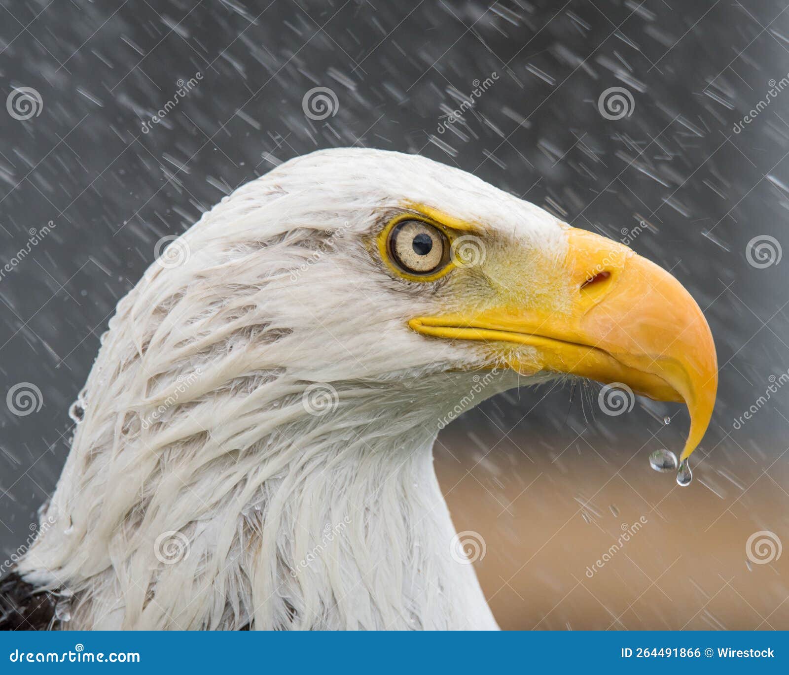 Beautiful Closeup of a Bald Eagle Getting Wet Under the Rain Stock ...