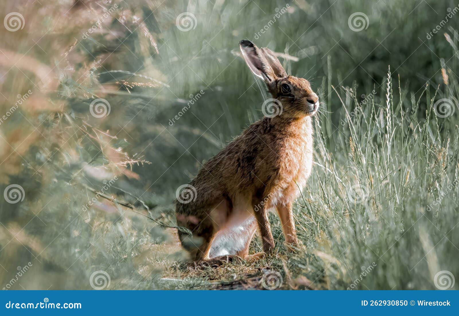 Beautiful Closeup of a Bunny in the Forest Stock Photo - Image of wild ...